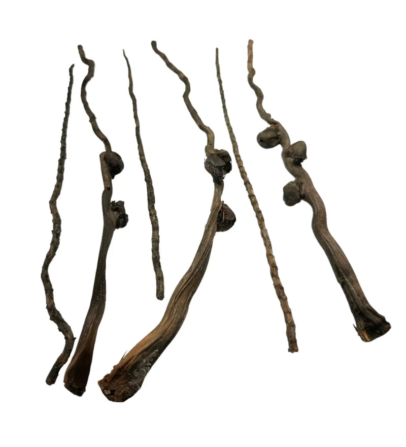 Coconut Palm Stem Natural Aquascape Accent | Aquatic Motiv