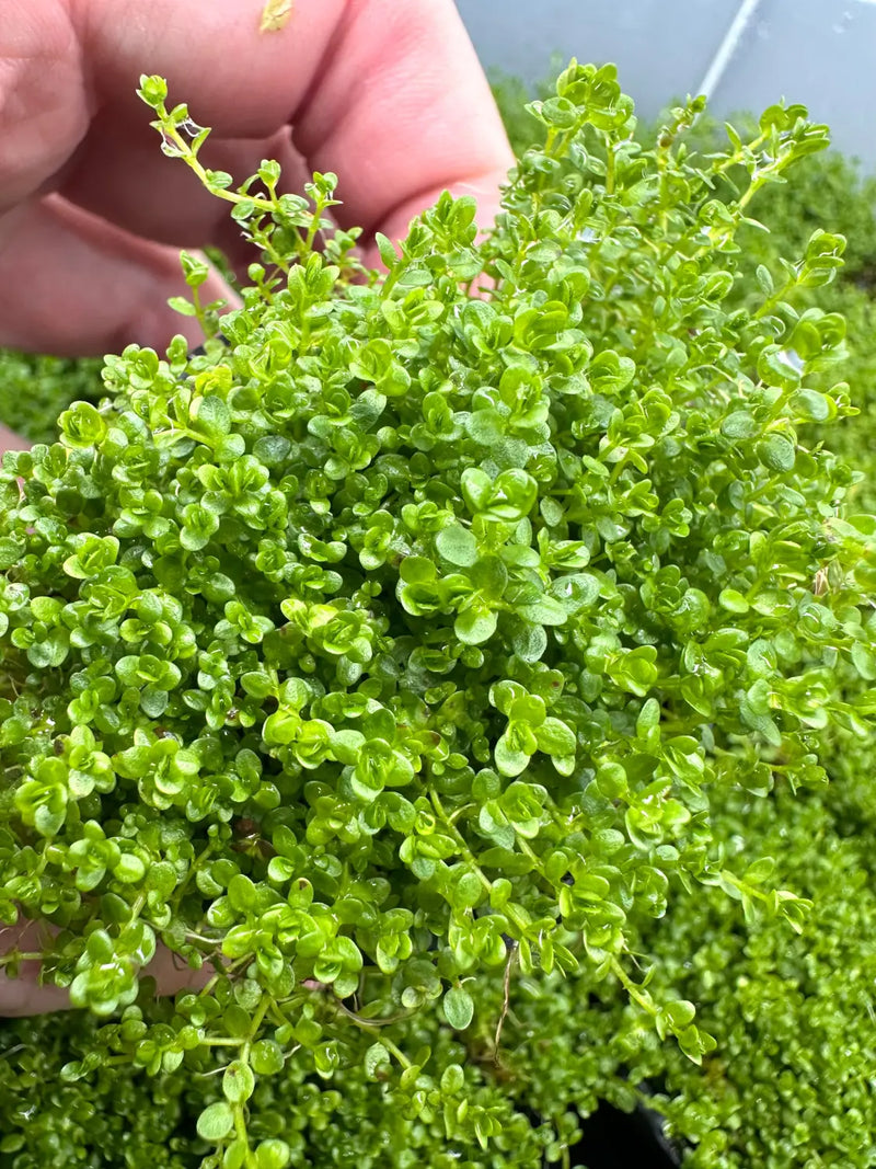 Dwarf Baby Tears Pot Compact Carpet Plant | Aquatic Motiv