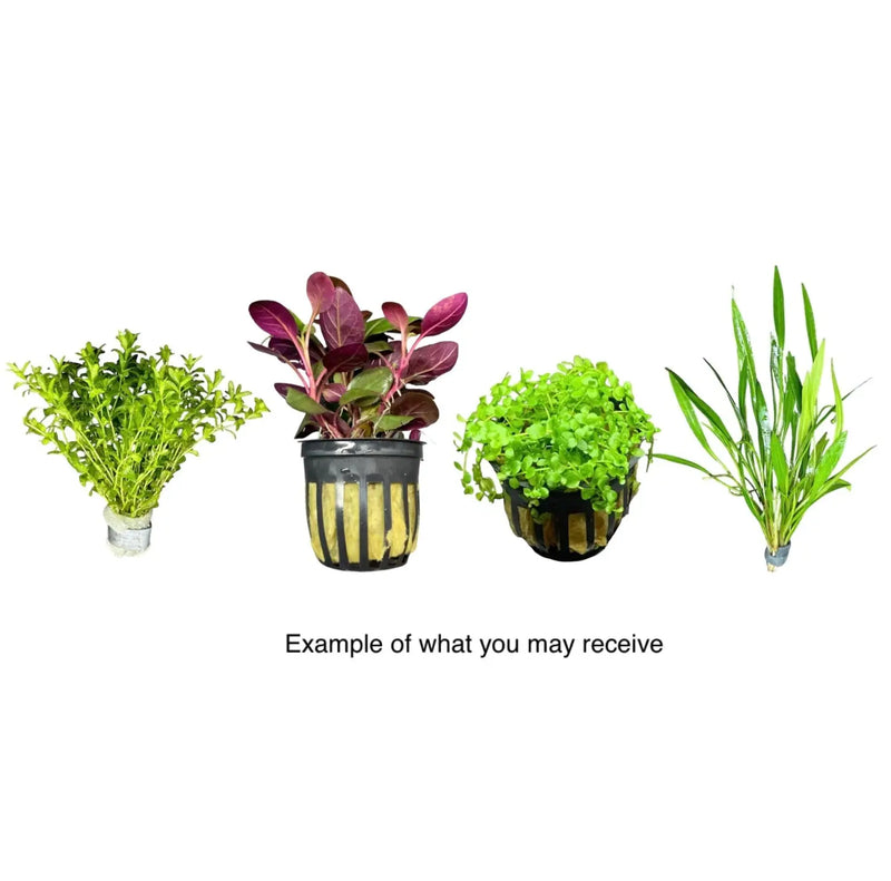 Foreground Plant Pack 4 Plants Low-Growing Varieties | Aquatic Motiv