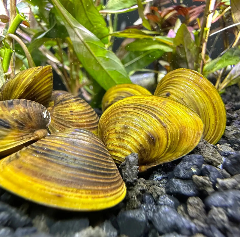 Freshwater Gold Clams x3 for Natural Filtration | Aquatic Motiv