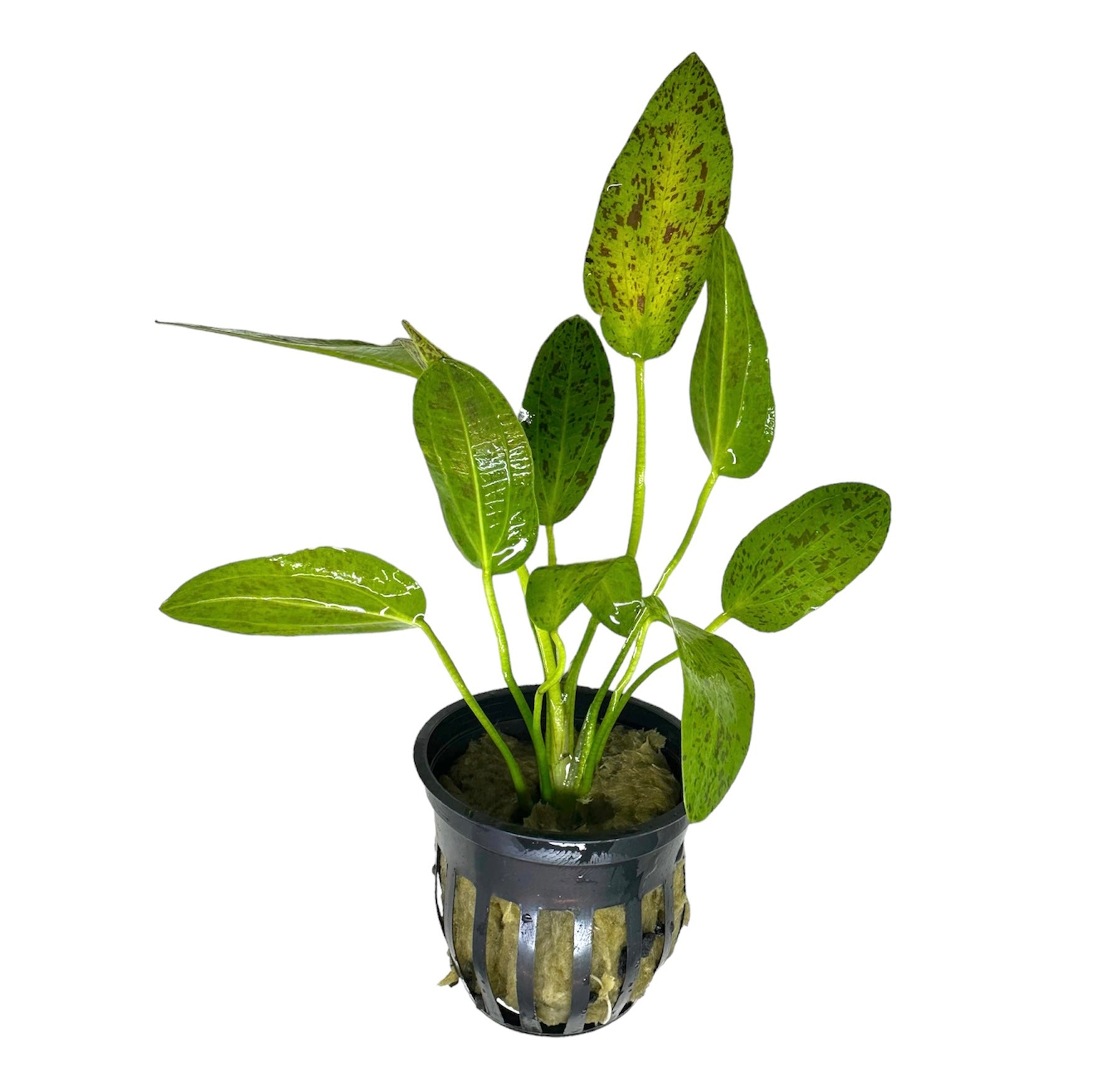 Green Ozelot Sword Pot | AquaticMotiv