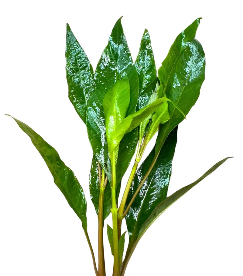 Hygrophila Corymbosa Green Temple Live Plant | Aquatic Motiv