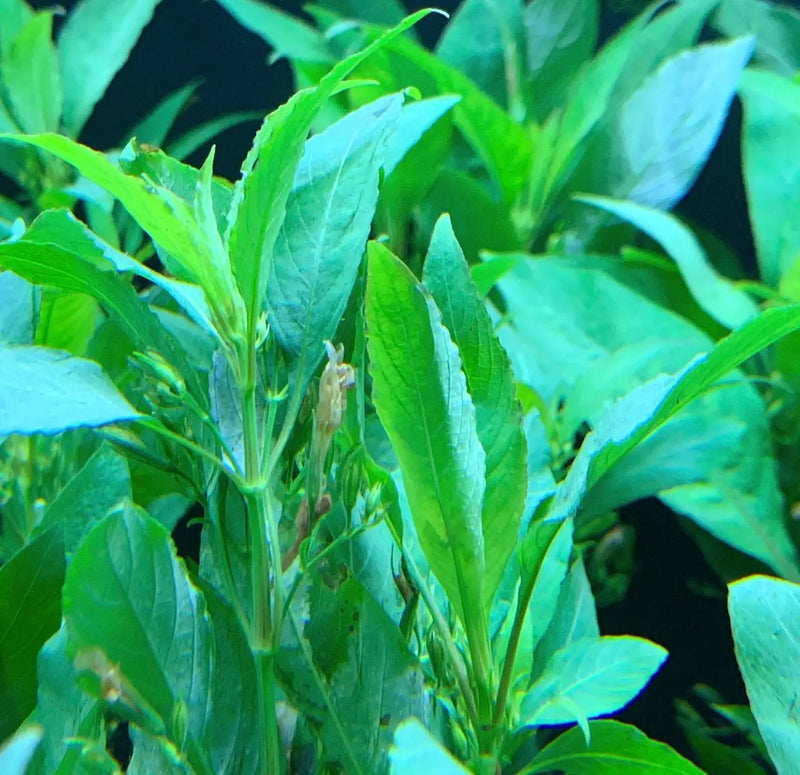 Hygrophila Corymbosa Green Temple Live Plant | Aquatic Motiv