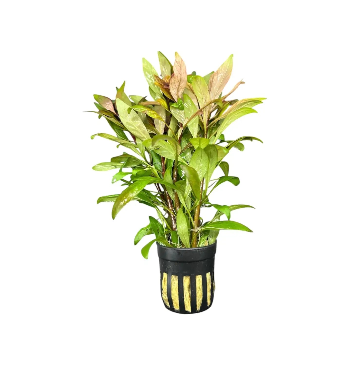 Ludwigia Inclinata Cuba Potted Plant | Aquatic Motiv