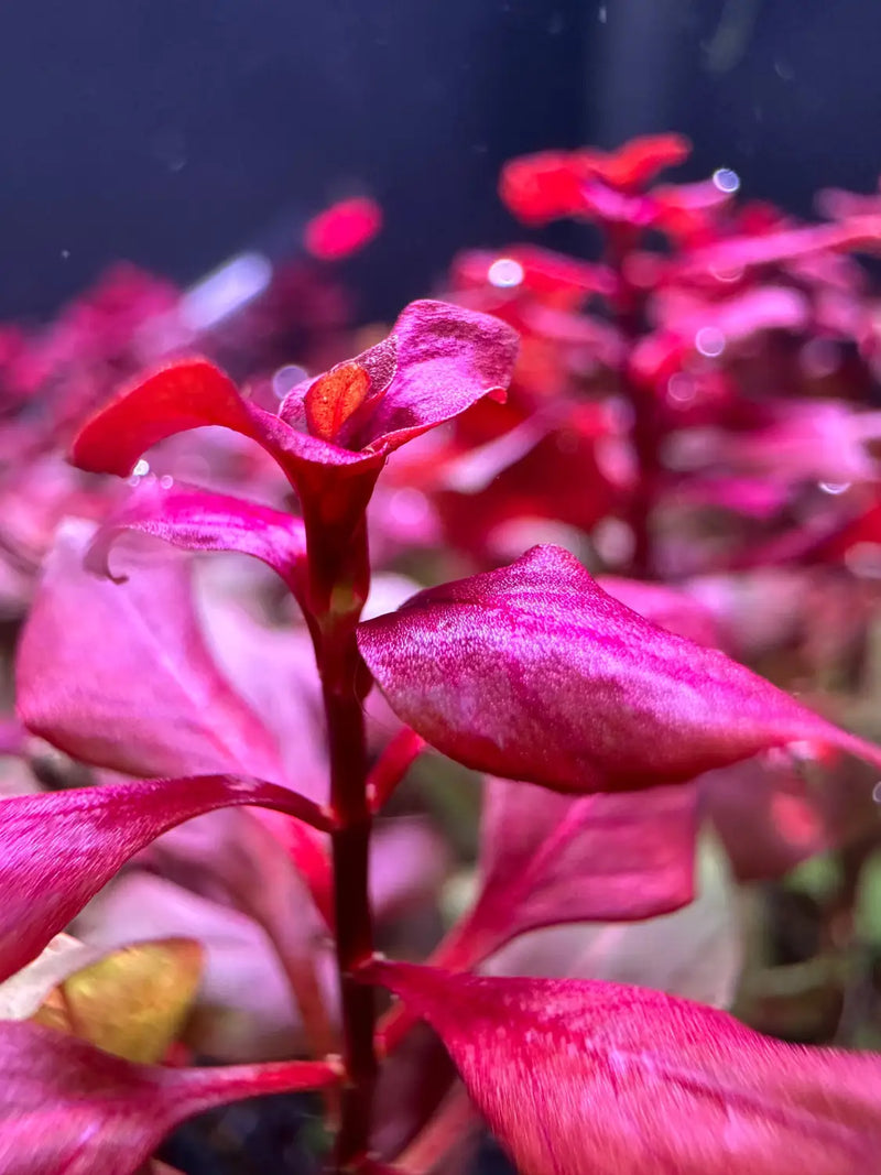 Ludwigia Super Red Mini Potted Ready to Plant | Aquatic Motiv