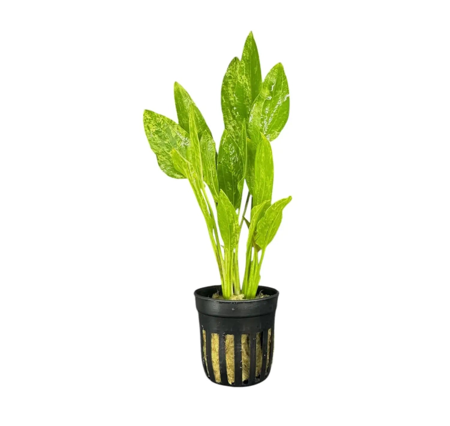 Marble Queen Radican Sword Potted Aquatic Plant | Aquatic Motiv