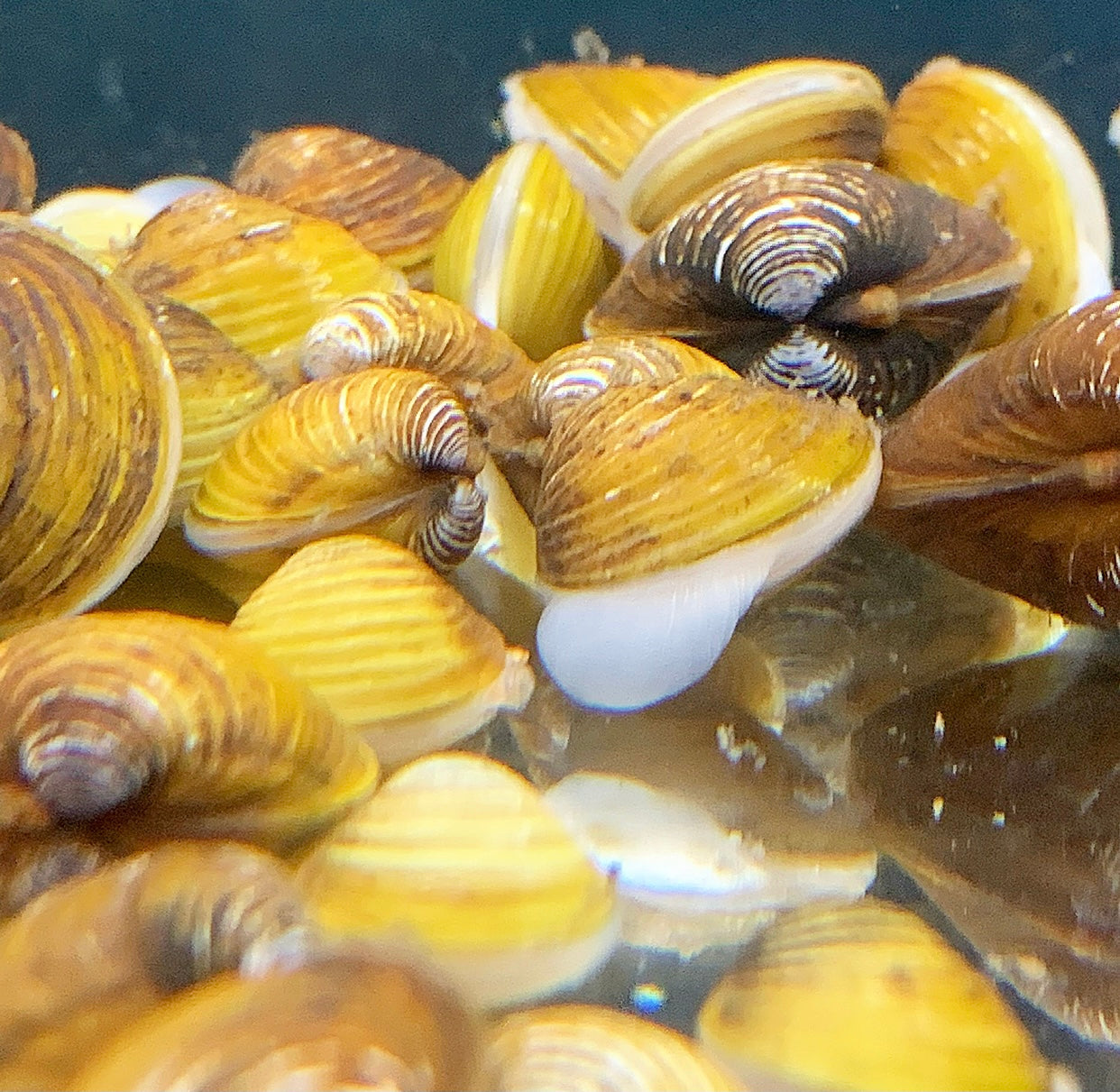 Mini Gold Clams x3 Freshwater Filter Feeders | Aquatic Motiv