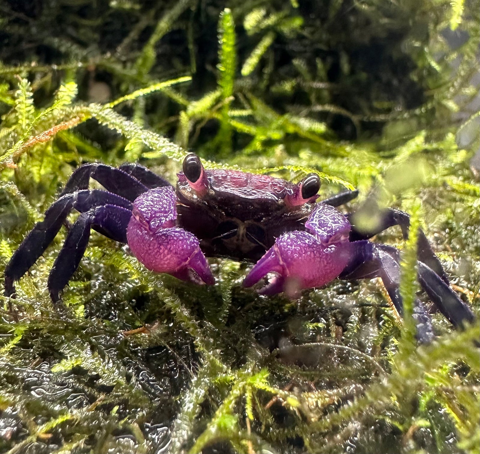Purple Vampire Crab Geosesarma Dennerle Rare Freshwater Crab | Aquatic ...