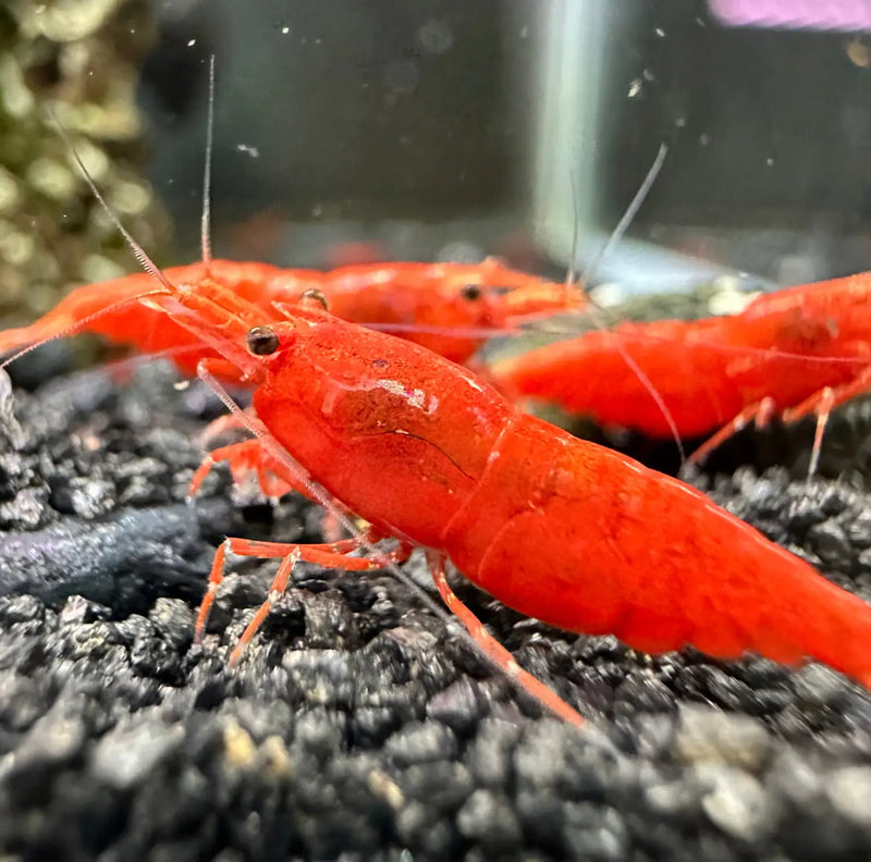 Red Cherry Shrimp Neocaridina Beginner Friendly | Aquatic Motiv