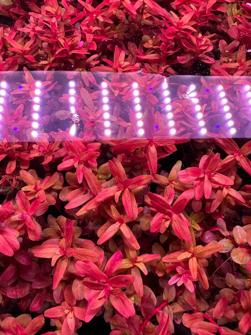Rotala Magenta Bright Red Aquarium Stem Plant | Aquatic Motiv