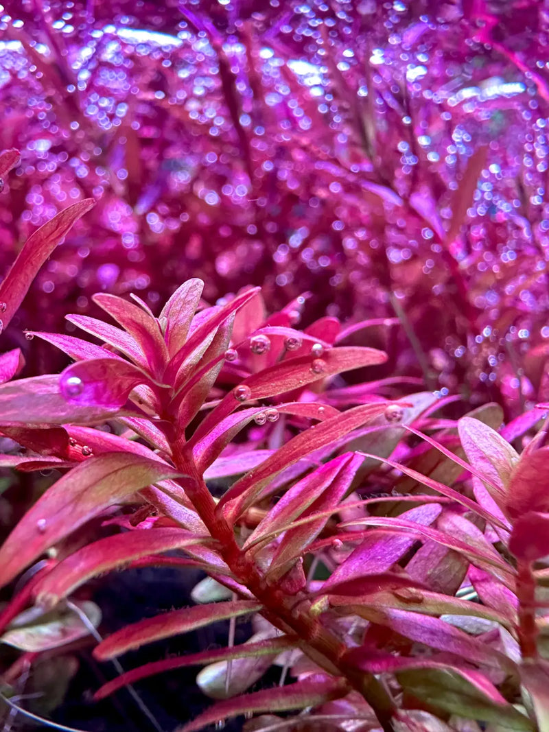 Rotala Magenta Potted Aquarium Plant | Aquatic Motiv