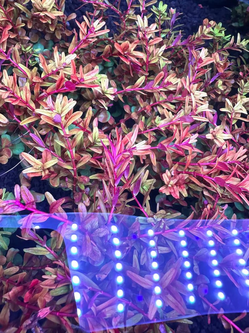 Rotala Rotundifolia Red Easy Aquarium Plant | Aquatic Motiv