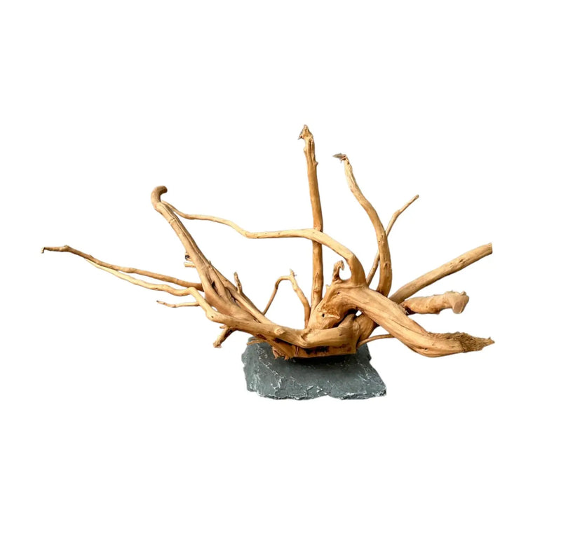 Spider Wood on Slate for Easy Aquascape Layouts | Aquatic Motiv