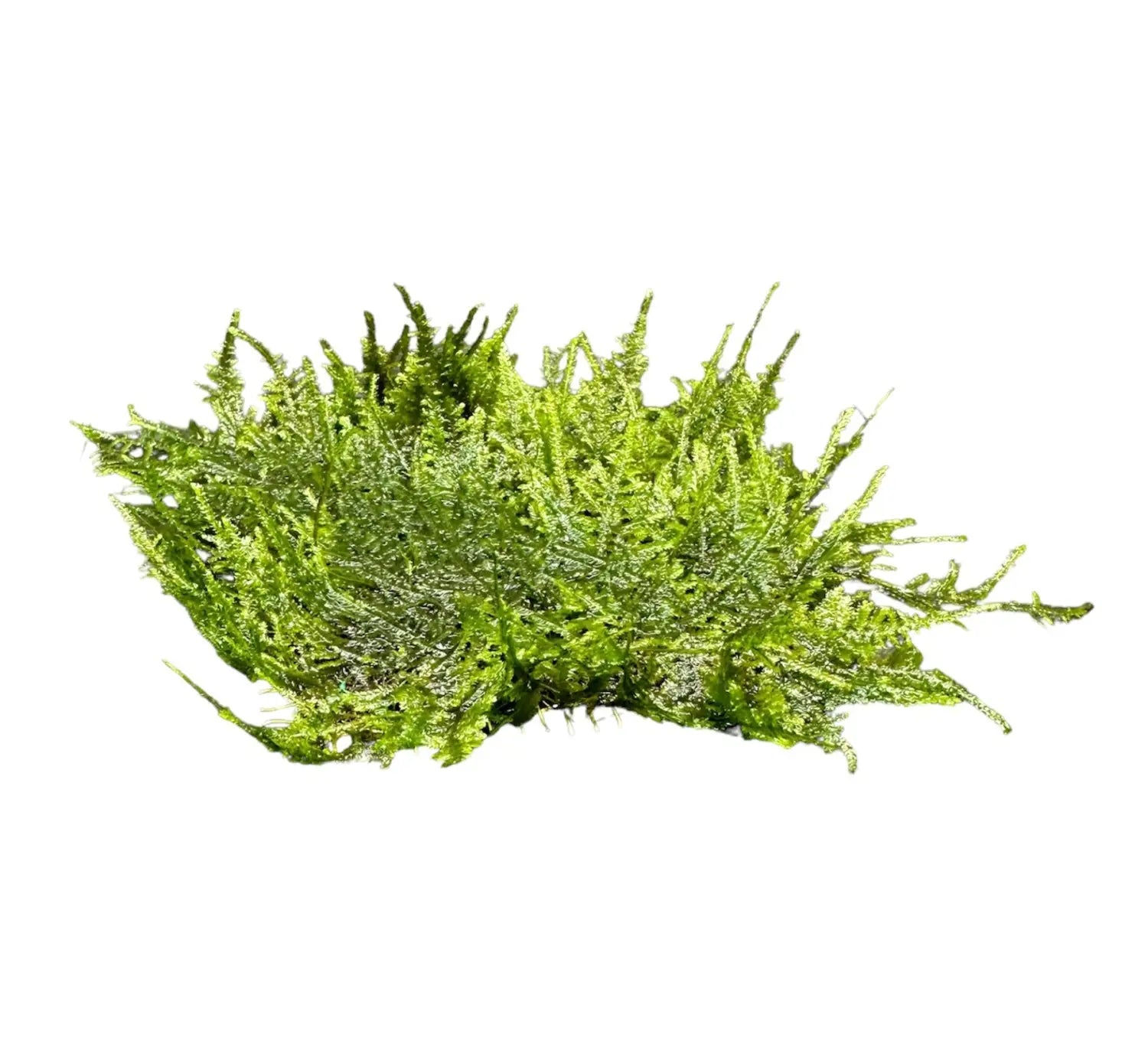 Spiky Moss Taxiphyllum sp 3 x 3 Mat for Aquascaping | Aquatic Motiv