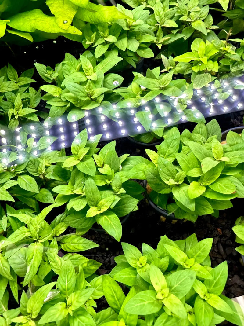 Staurogyne Repens Clump for Sale | Aquatic Motiv
