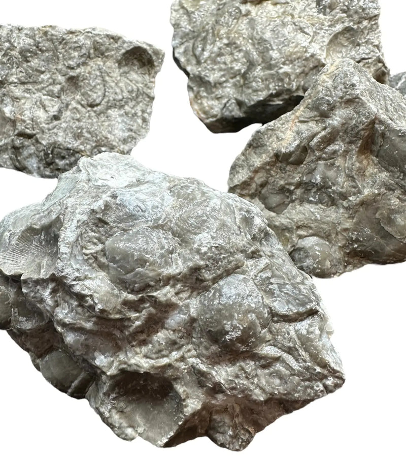 Sunk Jade Rock Aquascaping Stone for Natural Layouts | Aquatic Motiv