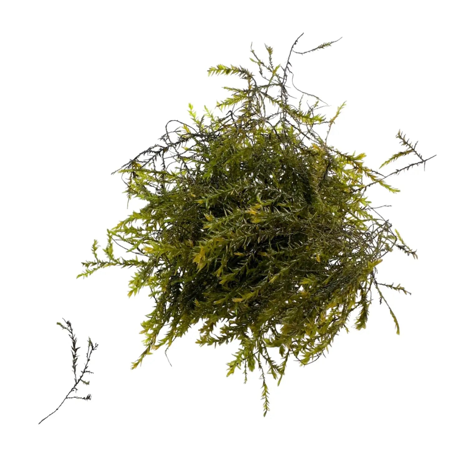 Willow Moss Portion Fontinalis antipyretica | Aquatic Motiv