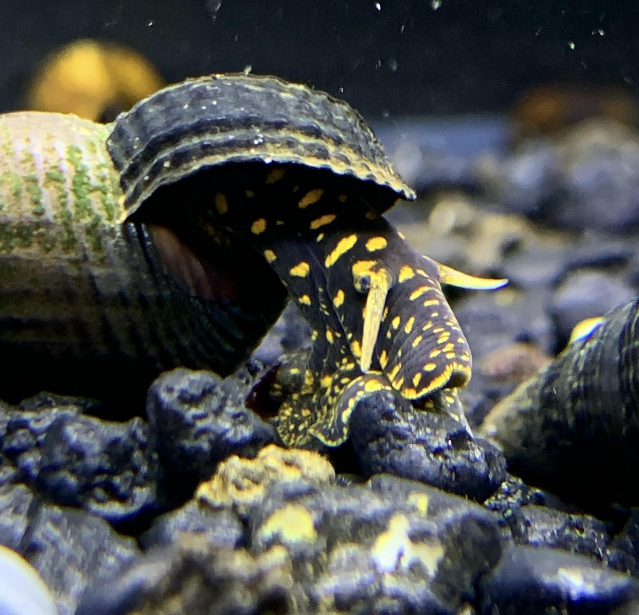 Gentle Rabbit Snails That Clean and Beautify Tanks | Aquatic Motiv